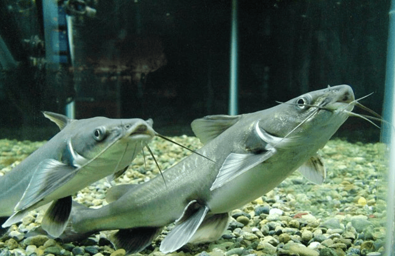 10 Sharks for Your Freshwater Aquarium - The Aquarium Guide