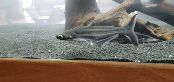 10 Sharks for Your Freshwater Aquarium - The Aquarium Guide