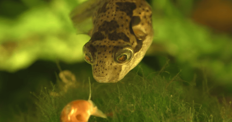 Pea Puffers Care Guide - Tank Setup, Diet & Breeding - The Aquarium Guide