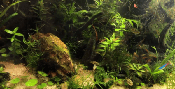 Pea Puffers Care Guide - Tank Setup, Diet & Breeding - The Aquarium Guide