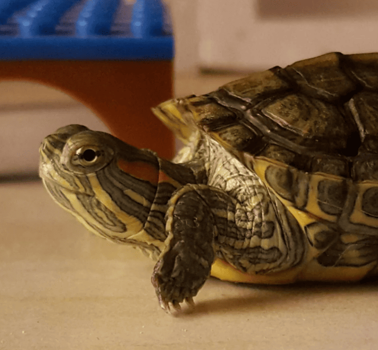 Types of Aquatic Turtles: A Comprehensive Guide