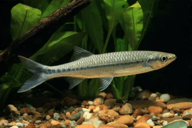 10 Sharks for Your Freshwater Aquarium - The Aquarium Guide