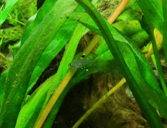 Pristella Tetra (X-Ray) Care Guide - Tank Size, Lifespan, Diseases