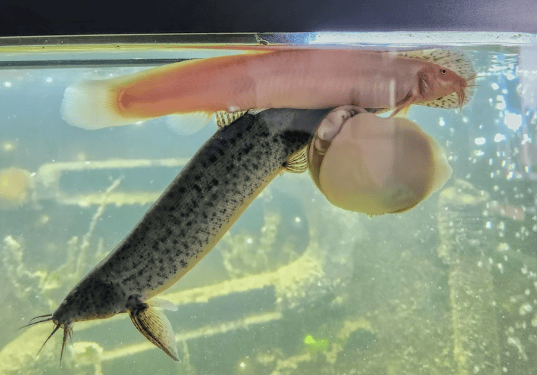 Dojo Loach: Care Guide, Breeding, Tank Mates, Diet