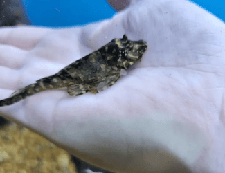 15 Types Of Plecos For Your Tank - The Aquarium Guide