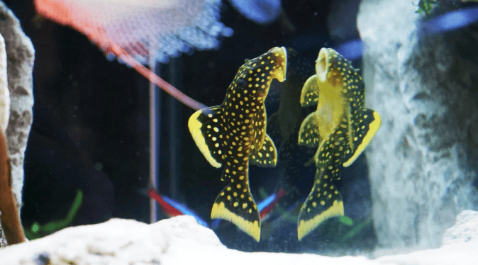 15 Types Of Plecos For Your Tank - The Aquarium Guide