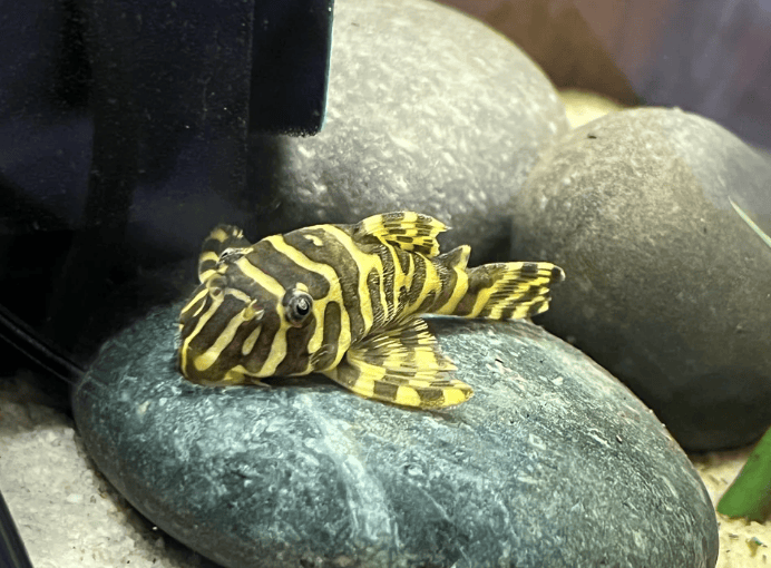 15 Types Of Plecos For Your Tank - The Aquarium Guide