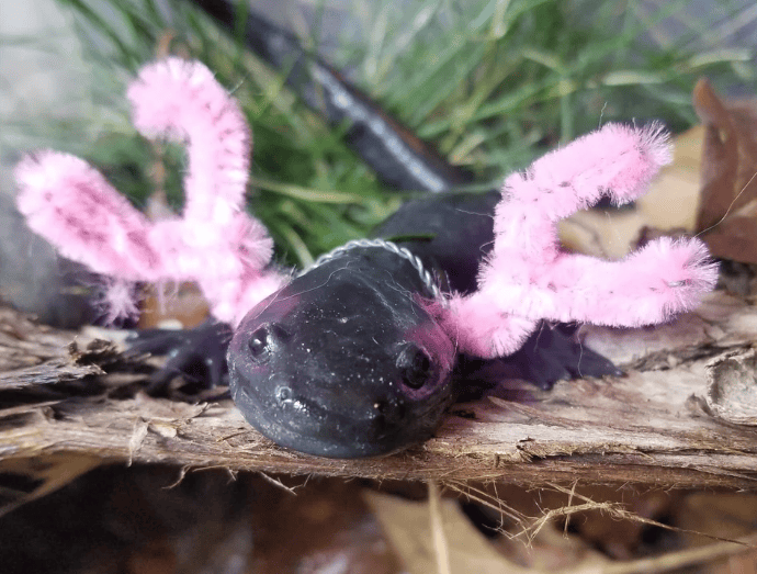 What is an Axolotl and Is It Suitable for your Aquarium - The Aquarium ...