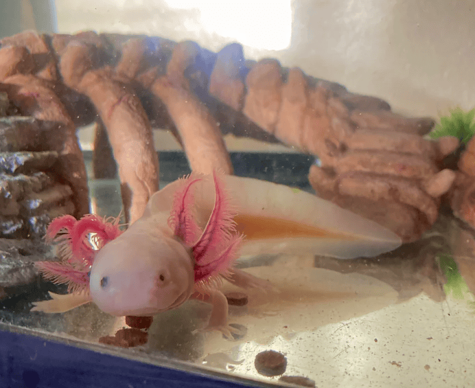 What is an Axolotl and Is It Suitable for your Aquarium - The Aquarium ...