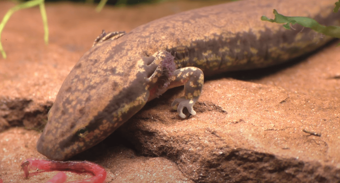 Water Dog Fish - Complete Care Guide - The Aquarium Guide