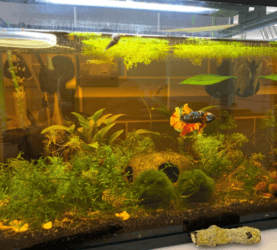 Best Koi Food for Growth and Color Enhancing - The Aquarium Guide