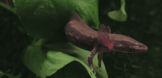 Water Dog Fish - Complete Care Guide - The Aquarium Guide