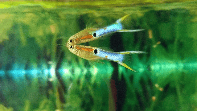 Top 10 Livebearer Fish to Breed in Your Aquarium - The Aquarium Guide