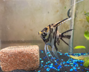 Top 10 Warm Water Fishes - The Aquarium Guide