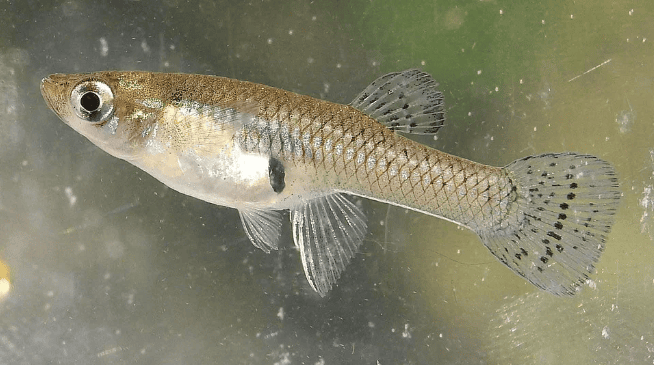 Top 10 Livebearer Fish to Breed in Your Aquarium - The Aquarium Guide