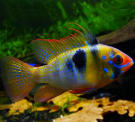 Top 10 Warm Water Fishes - The Aquarium Guide