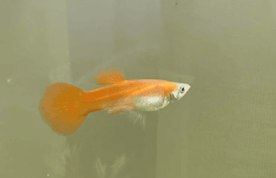 Top 10 Livebearer Fish to Breed in Your Aquarium - The Aquarium Guide