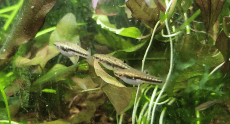 Top 10 Livebearer Fish to Breed in Your Aquarium - The Aquarium Guide