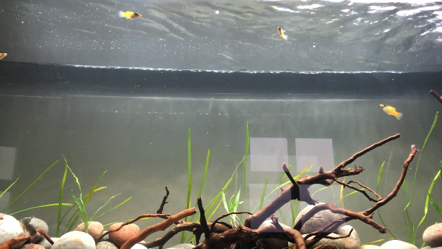 Reasons Why Your Aquarium Water is Foaming Bubbles - The Aquarium Guide