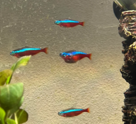 Top 10 Warm Water Fishes - The Aquarium Guide