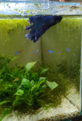 Reasons Why Your Aquarium Water is Foaming Bubbles - The Aquarium Guide