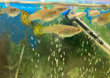 Healthy Food for Your Guppies - The Aquarium Guide