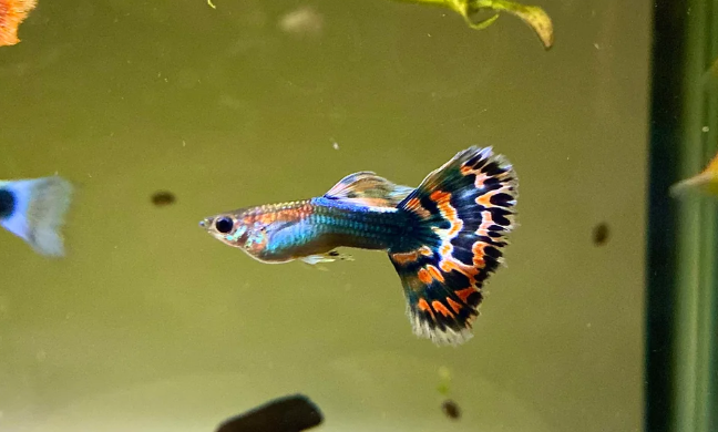 How to Differentiate Between a Male and a Female Guppy - The Aquarium Guide