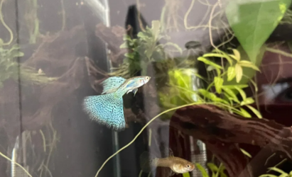 How to Differentiate Between a Male and a Female Guppy - The Aquarium Guide