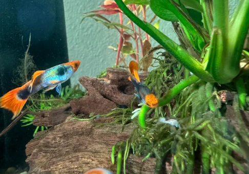 Healthy Food for Your Guppies - The Aquarium Guide
