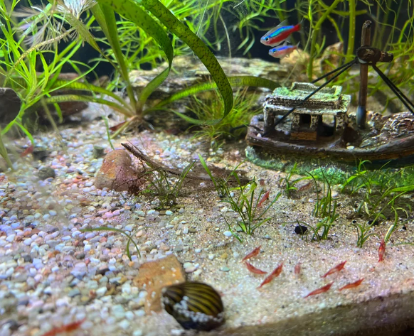 What Kind of Food is Best for Your Fish - The Aquarium Guide