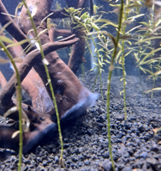 White Mold in Aquarium, What Are They? - The Aquarium Guide
