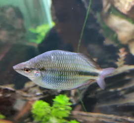 10 Reasons Why Your Fish Keep Dying - The Aquarium Guide