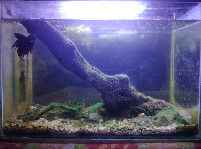 10 Reasons Why Your Fish Keep Dying - The Aquarium Guide