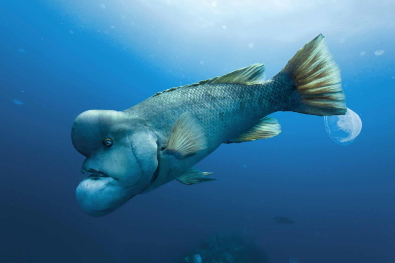 15+ Fish With Big Forehead - Pictures & Facts - The Aquarium Guide