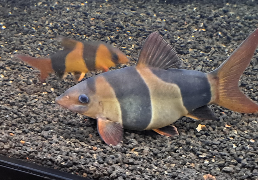 15 Fish with Big Lips - Photos & Facts - The Aquarium Guide