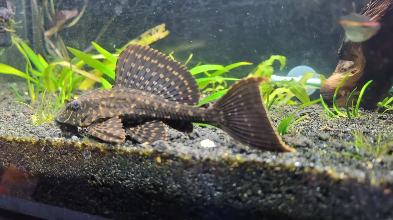 15 Fish with Big Lips - Photos & Facts - The Aquarium Guide