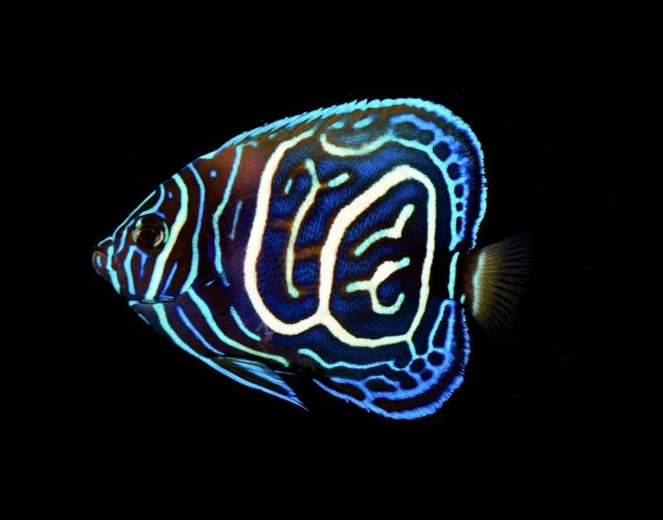 15 Fish with Big Lips - Photos & Facts - The Aquarium Guide