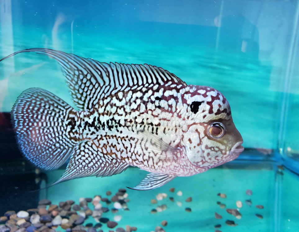 15 Fish with Big Lips - Photos & Facts - The Aquarium Guide