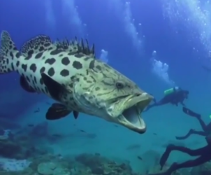 15 Fish with Big Lips - Photos & Facts - The Aquarium Guide