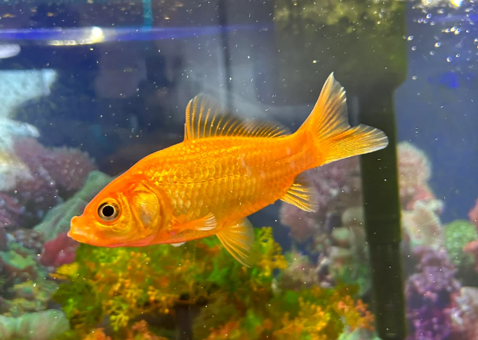 Do Goldfish have Teeth? - The Aquarium Guide