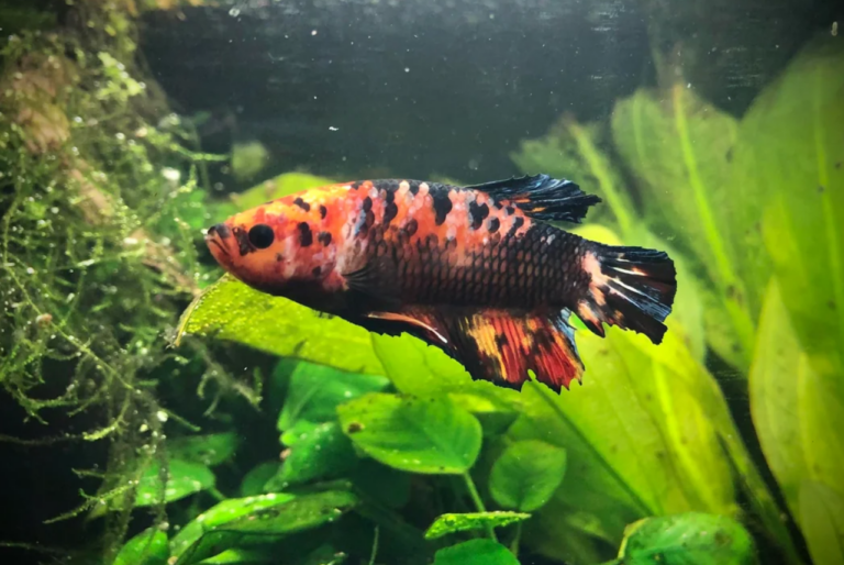 15 Fish with Big Lips - Photos & Facts - The Aquarium Guide