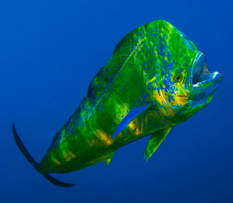 15+ Fish With Big Forehead - Pictures & Facts - The Aquarium Guide