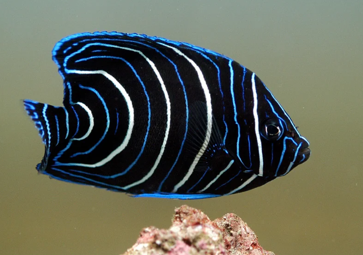 15 Fish with Big Lips - Photos & Facts - The Aquarium Guide