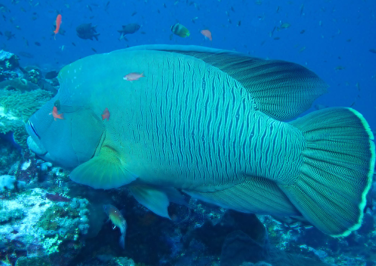 15+ Fish With Big Forehead - Pictures & Facts - The Aquarium Guide