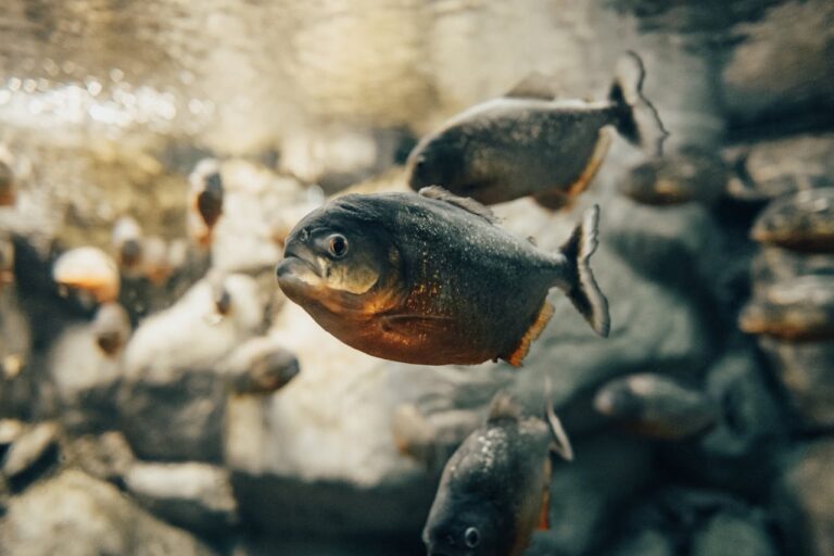 Do Goldfish have Teeth? - The Aquarium Guide