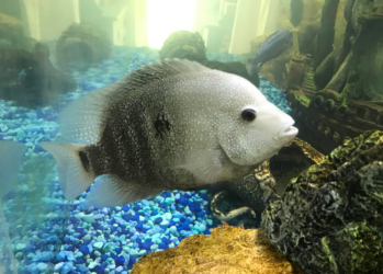 15+ Fish With Big Forehead - Pictures & Facts - The Aquarium Guide