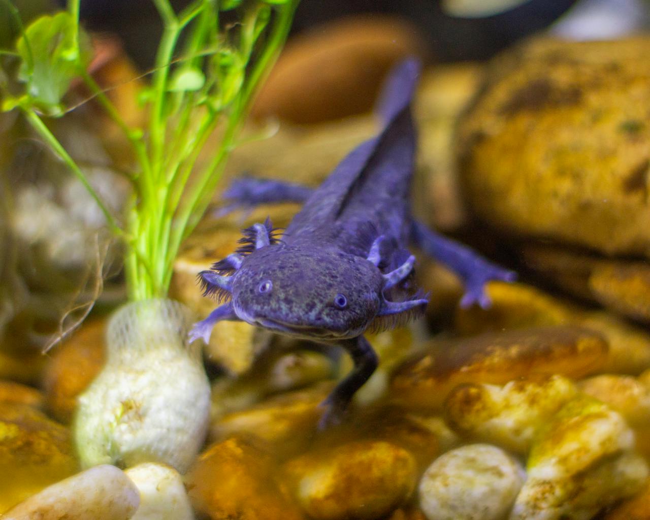 Is Holding or Touching an Axolotl okay? - The Aquarium Guide