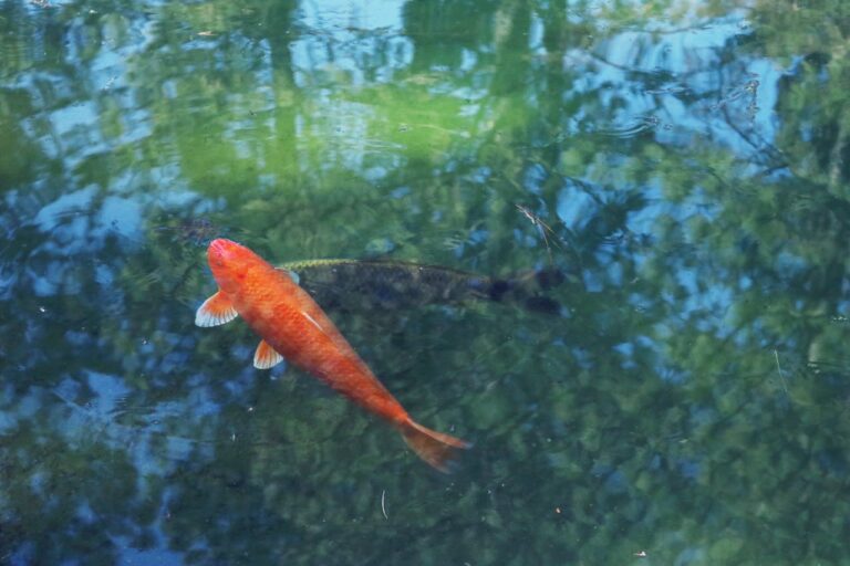 Koi Fish - What do they eat? - The Aquarium Guide