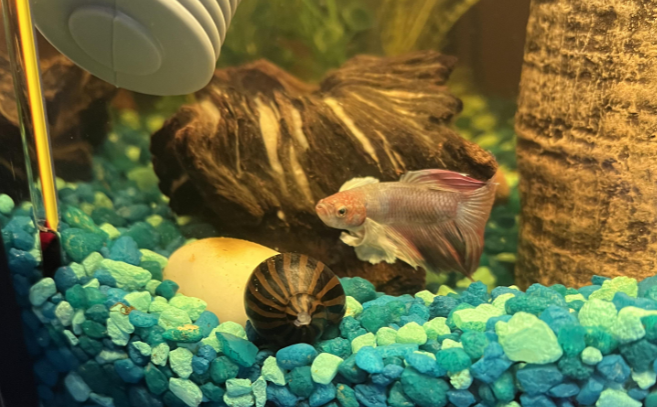 Snail Lifespan - How long do Snails Live? - The Aquarium Guide