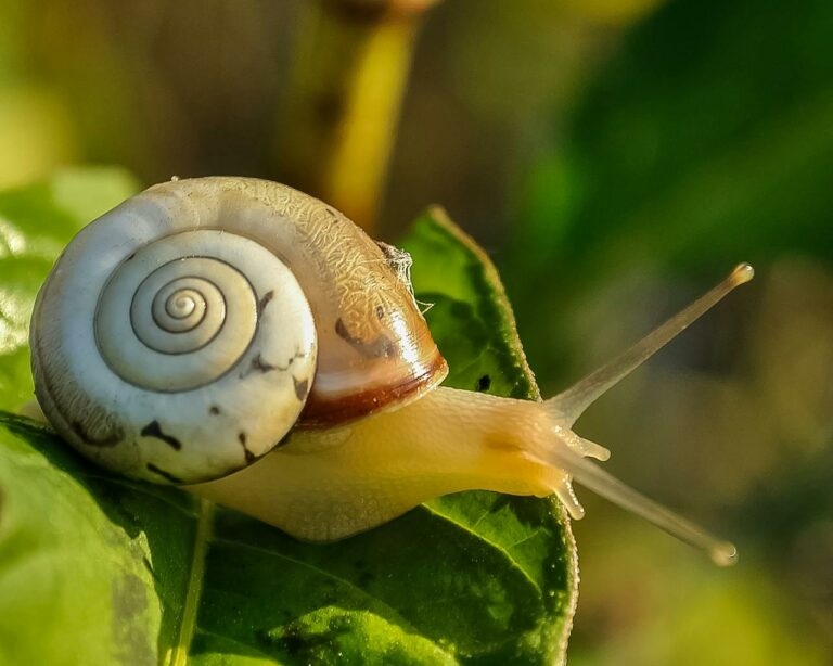 Snail Lifespan - How long do Snails Live? - The Aquarium Guide